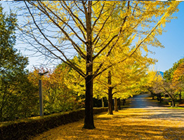 Saitama｜Study in Japan Official Website