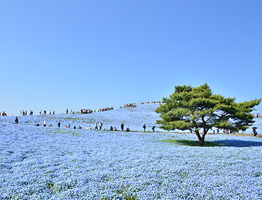 Ibaraki｜日本留学官网